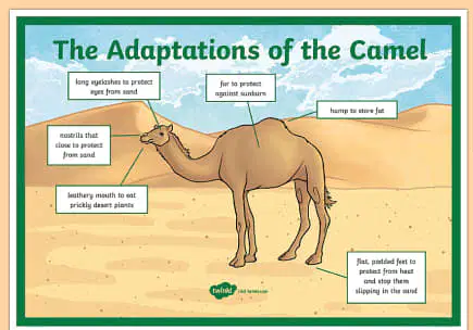 Y6-7 Final Review 2: Ecosystem Adaptation 6th - 8th Grade Quiz | Quizizz