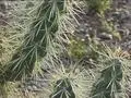 Adaptations of Desert Plants 10th - 12th Grade Video | Wayground