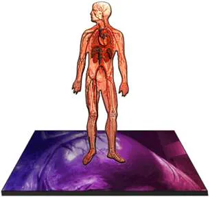 7th Grade Life Science -Body Systems Quiz