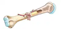 Long Bone Anatomy Human Anatomy Quiz Quizizz