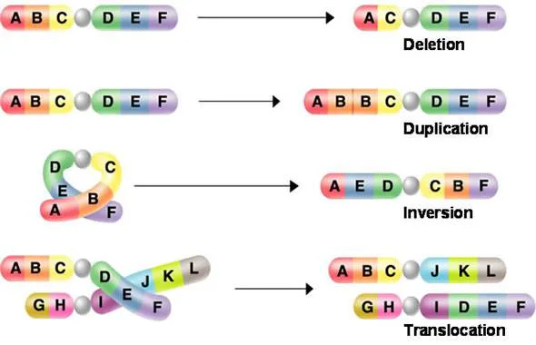 Mutations STAAR 9th - 12th Grade Quiz | Quizizz