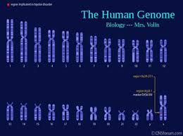 The Human Genome 9th - 12th Grade Quiz | Quizizz