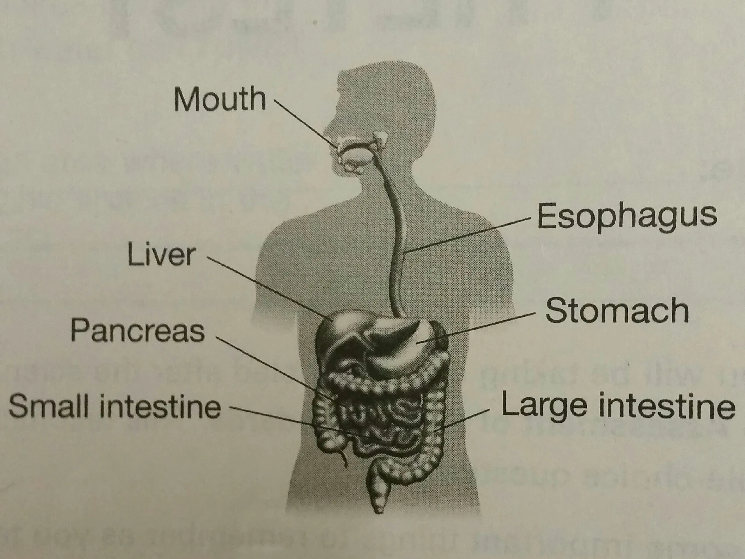 Digestive System 6th - 8th Grade Quiz | Quizizz
