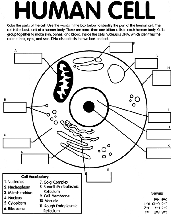 Cells, Classification & Ecosystems KG - University Quiz | Wayground ...