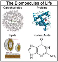 Biomolecules Enzymes Other Quiz Quizizz