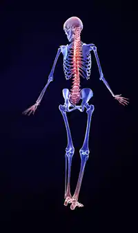 Skeletal System Human Anatomy Quiz Quizizz