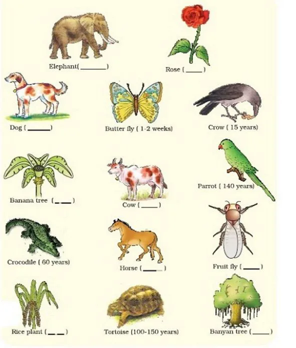 Organisms 6th Grade Quiz | Quizizz