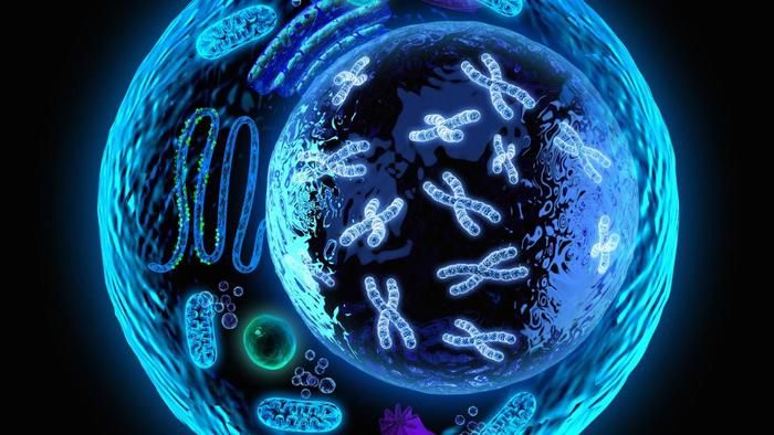 Cell Theory & Structure Quiz